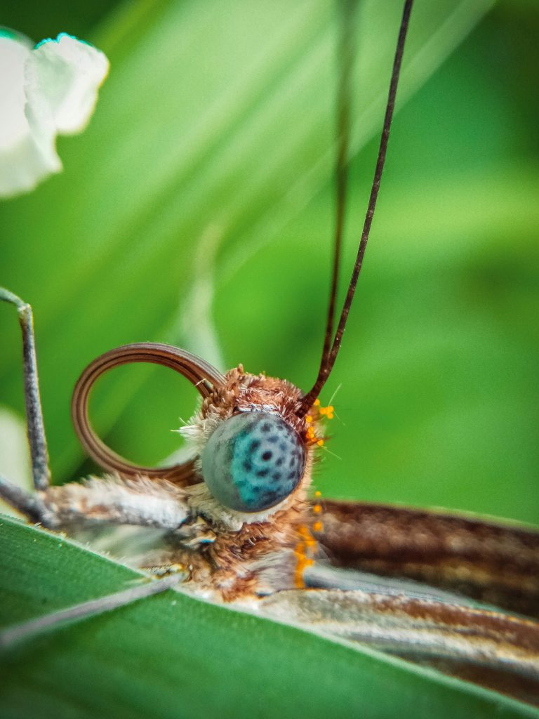Eye of a butterfly - PixaHive