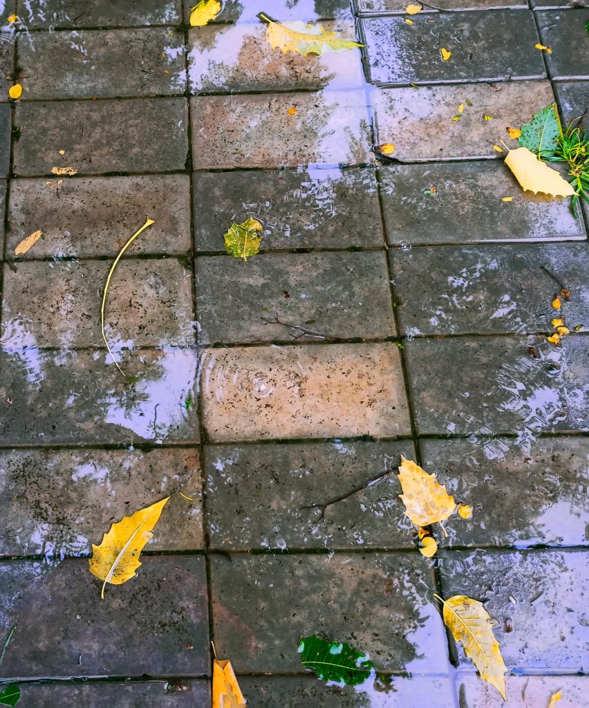 Fallen Leaves - PixaHive