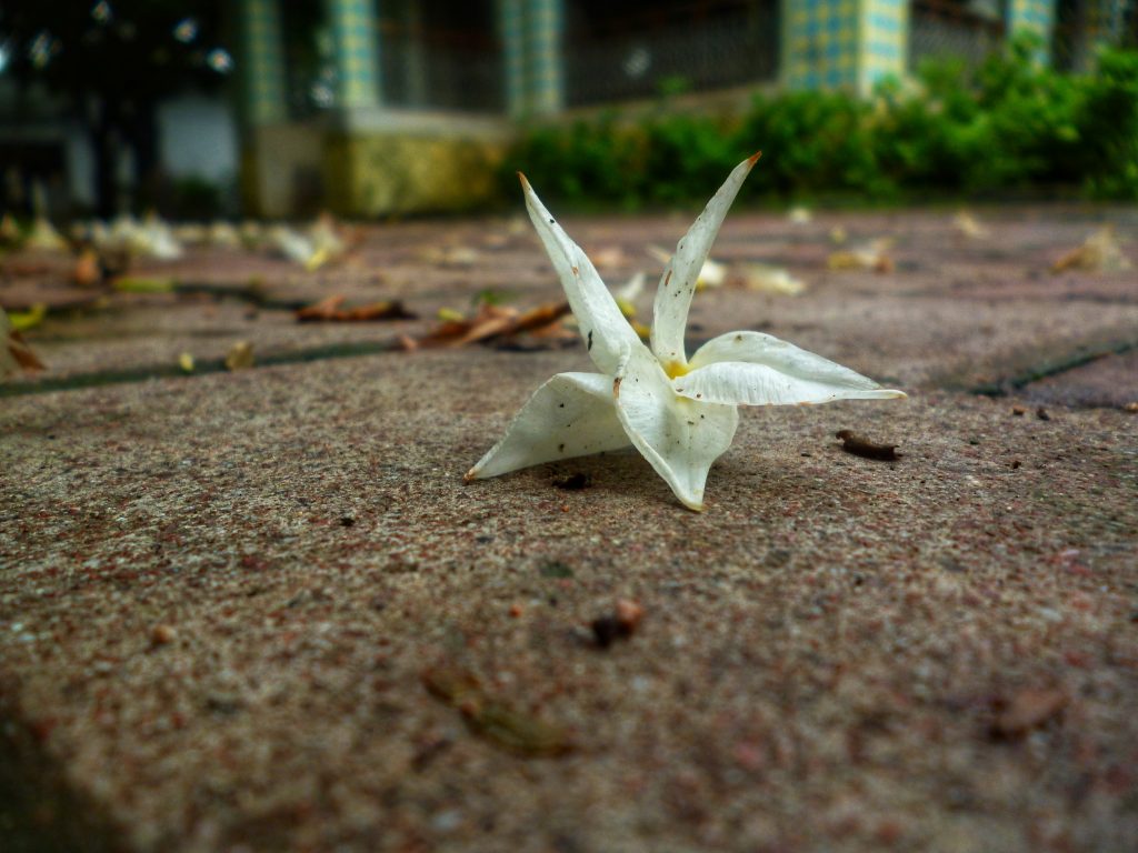 Fallen White Flower - PixaHive