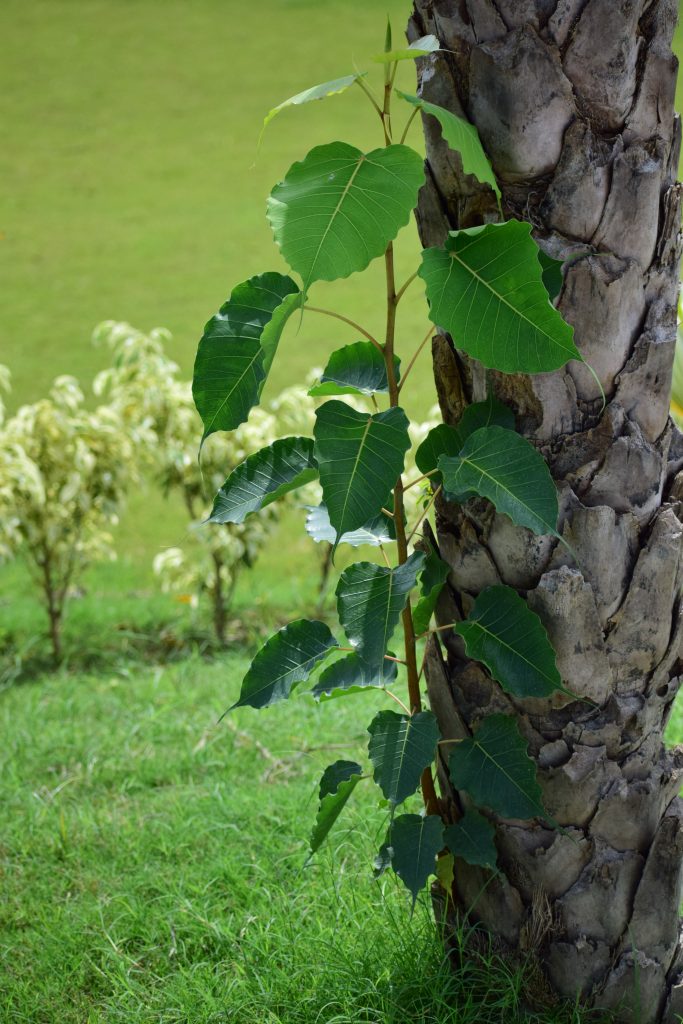 Ficus tree - PixaHive