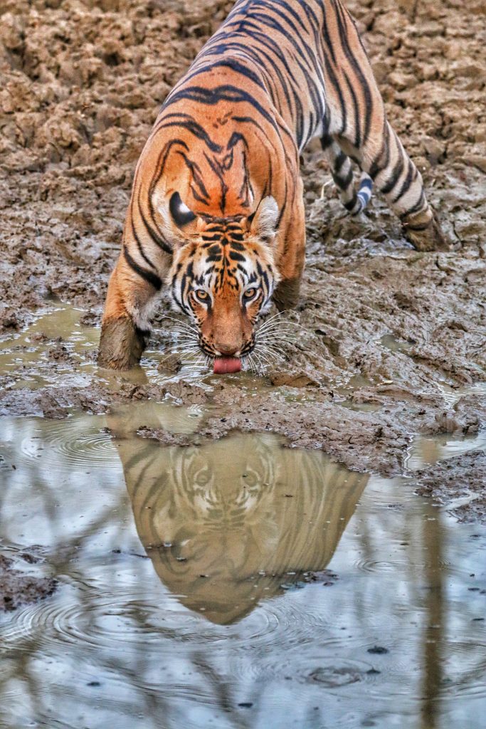 Tiger drinking water - PixaHive
