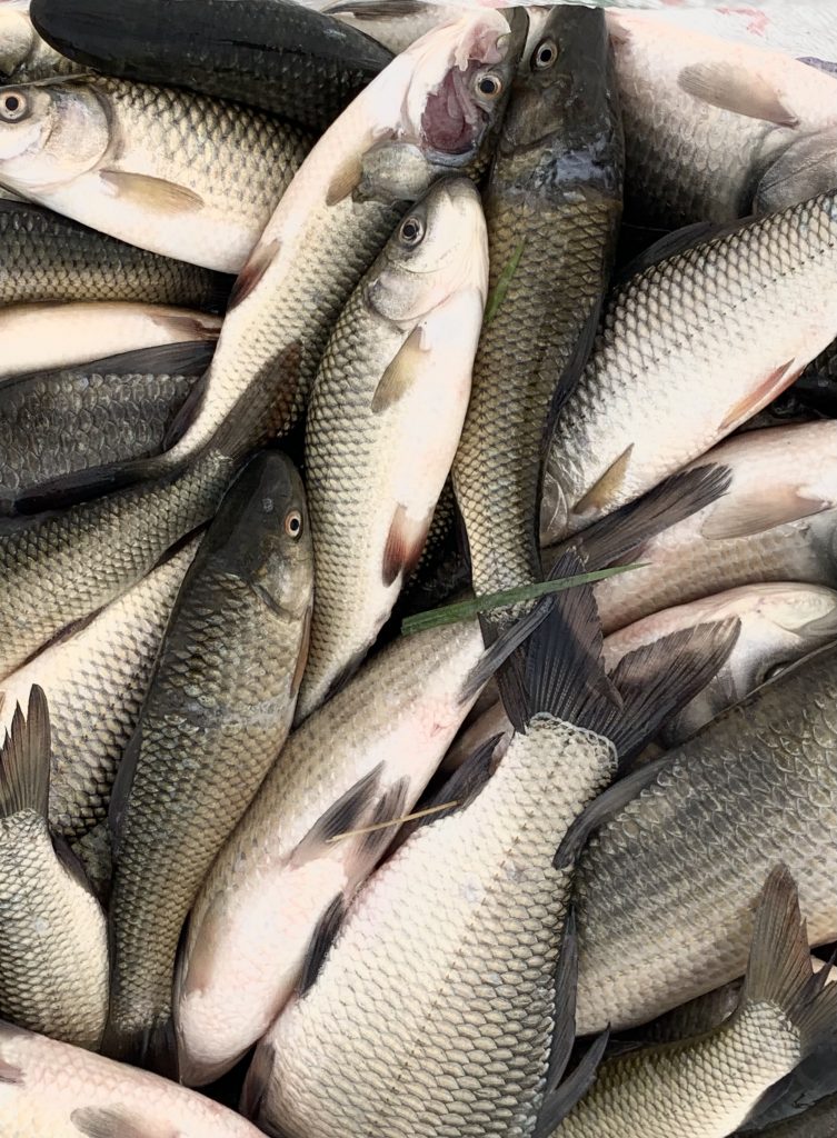 Various Fresh Fish on Focus - PixaHive