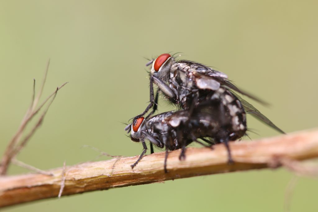 Flies on a plant - PixaHive