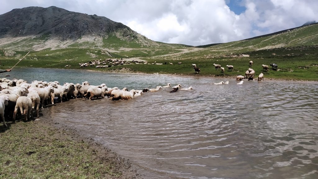 Flock of sheep crossing river - PixaHive