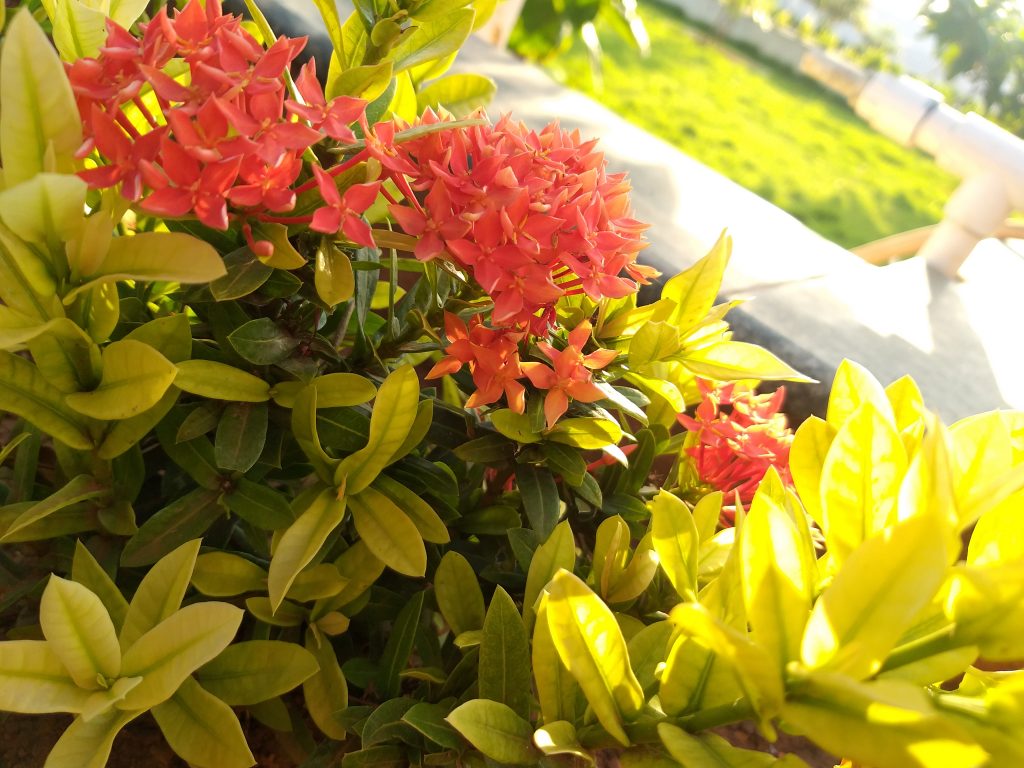 Flourishing Orange Flowers - PixaHive