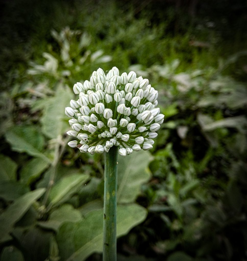 A flowering plant - PixaHive