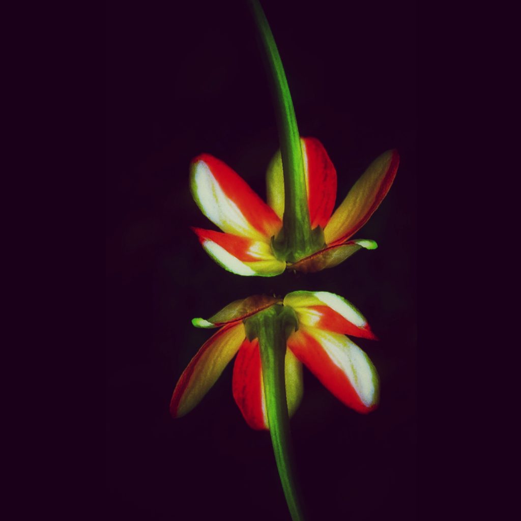 Flower Reflection on Focus - PixaHive