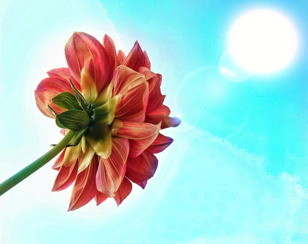 Flower facing sky - PixaHive