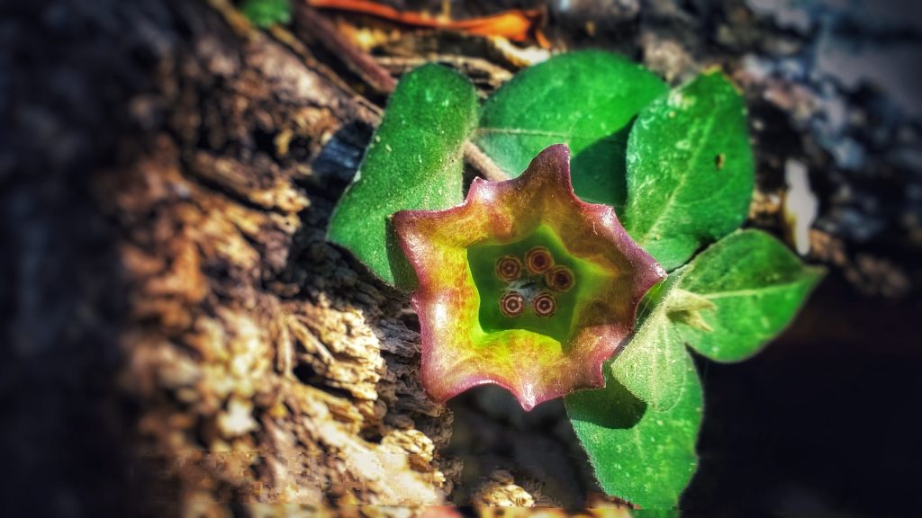 Flower growing on a tree - PixaHive