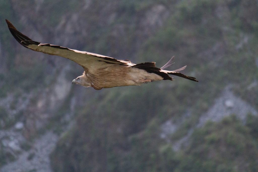 Flying Vulture - PixaHive