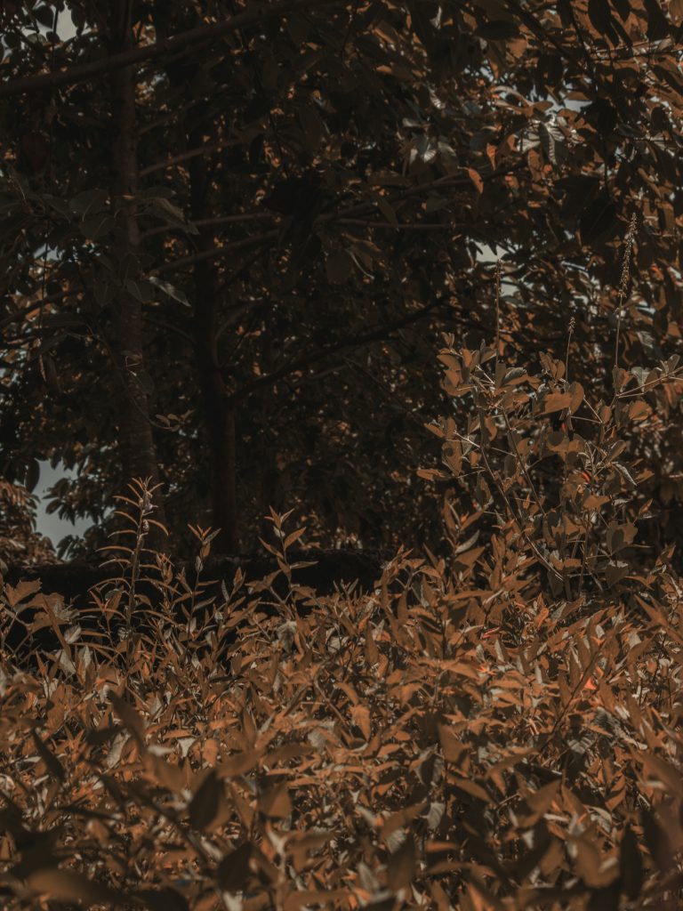 Forest Gradient - PixaHive