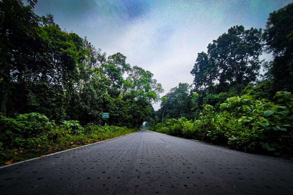 Forest Road - PixaHive