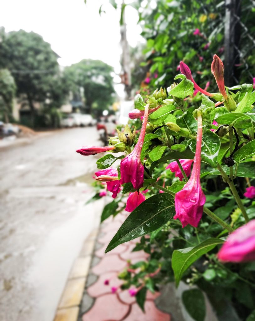 Fresh Pink Flowers - PixaHive