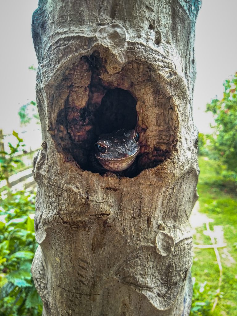 Frog in a tree hole - PixaHive