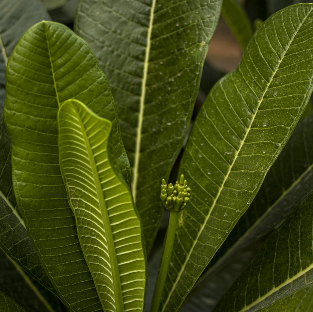 GREEN PLANT - PixaHive