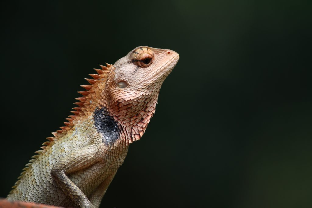 Garden Lizard - PixaHive