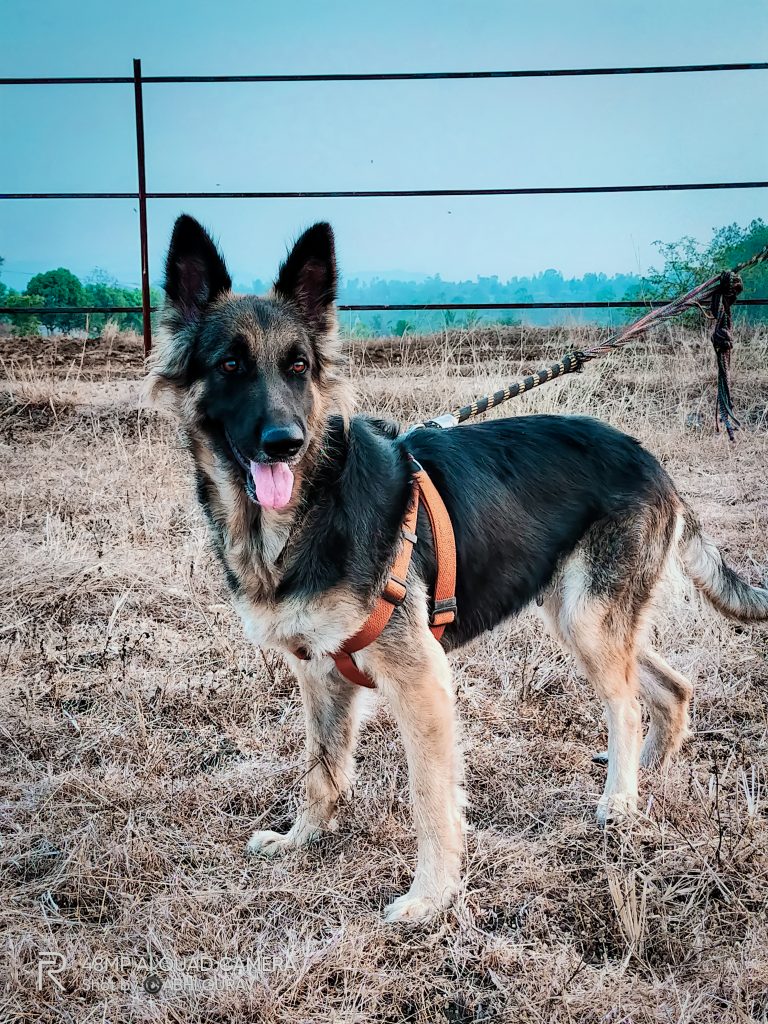 Garman shepherd dog - PixaHive