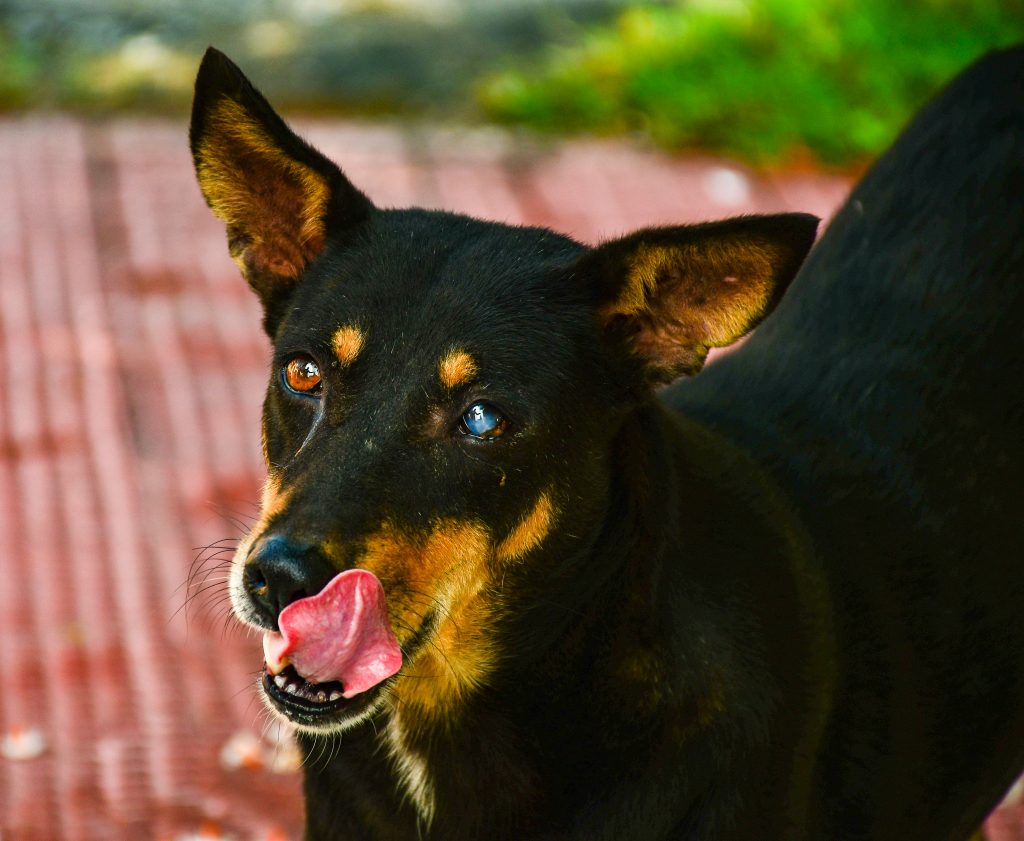 German Shephard - PixaHive