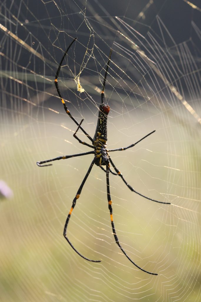 Giant Wood Spider on Focus - PixaHive