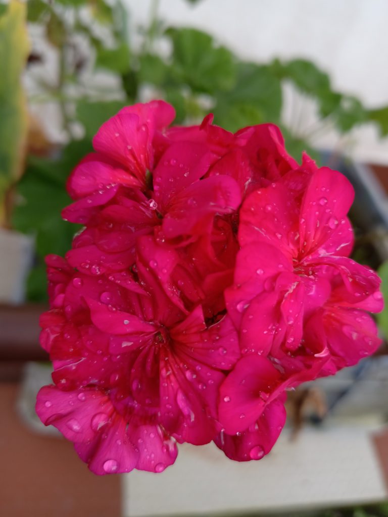 Gilliflower on Focus - PixaHive