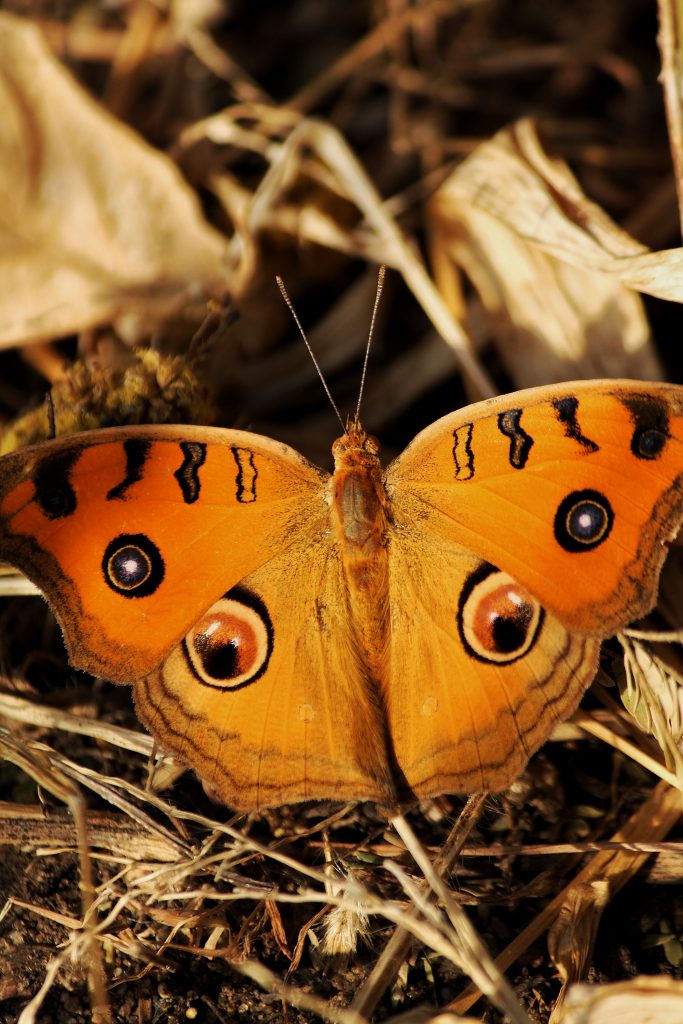 Golden Butterfly - PixaHive