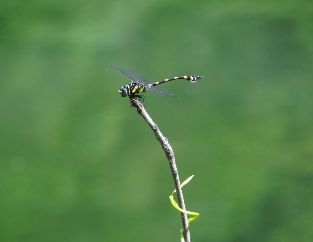 Golden Ringed Dragonfly - PixaHive