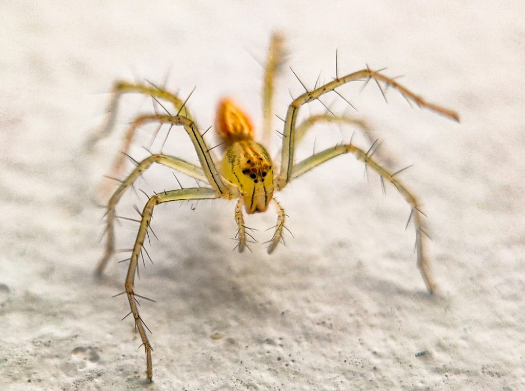 Golden Spider Close-up - PixaHive