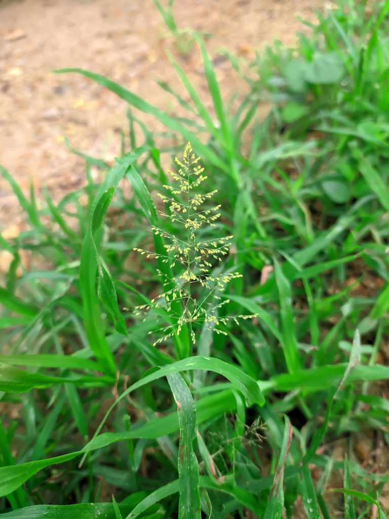 Grass Bush - PixaHive