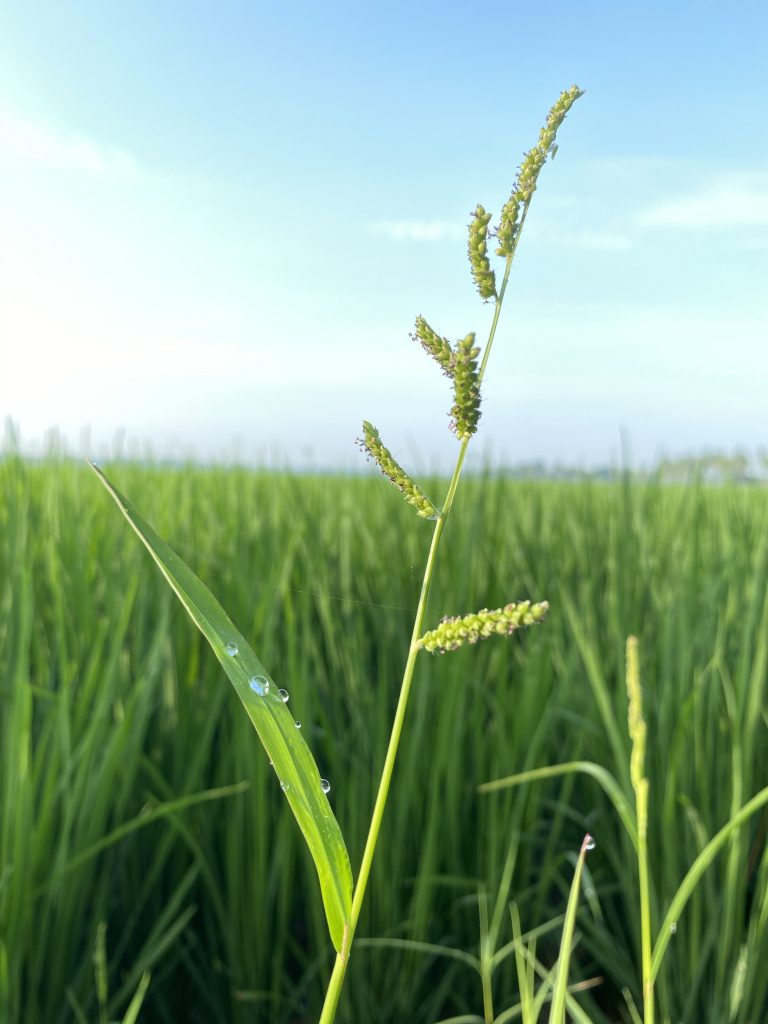 Grassland Biome - PixaHive