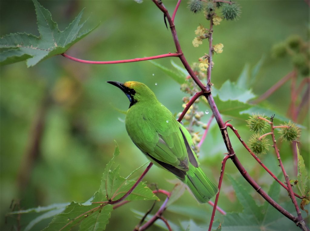 Leaf Bird - PixaHive
