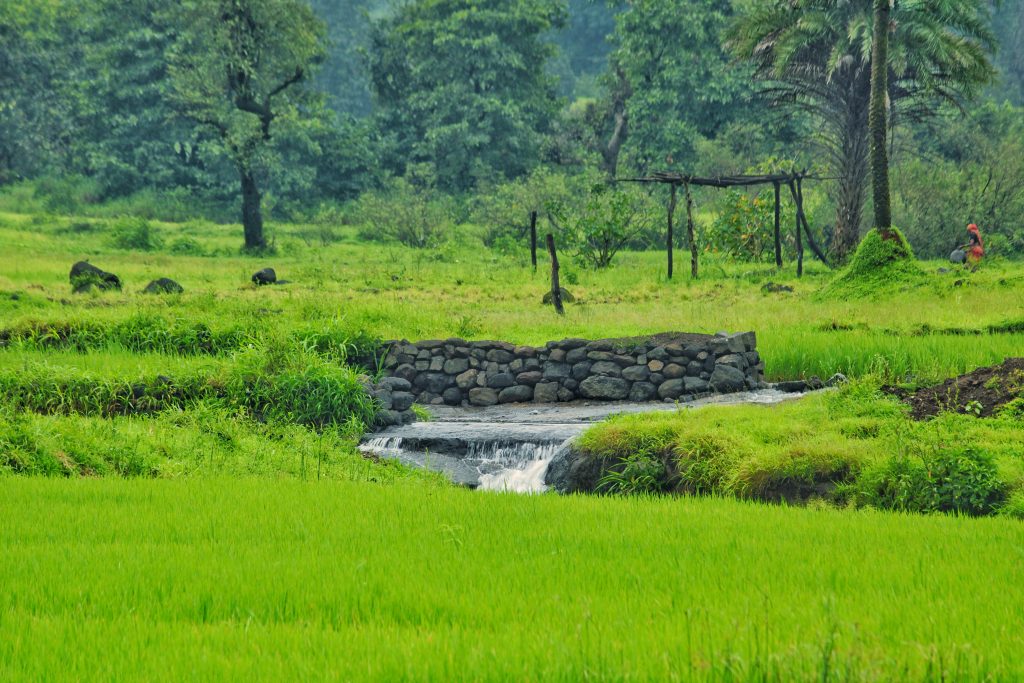 Green Farm - PixaHive