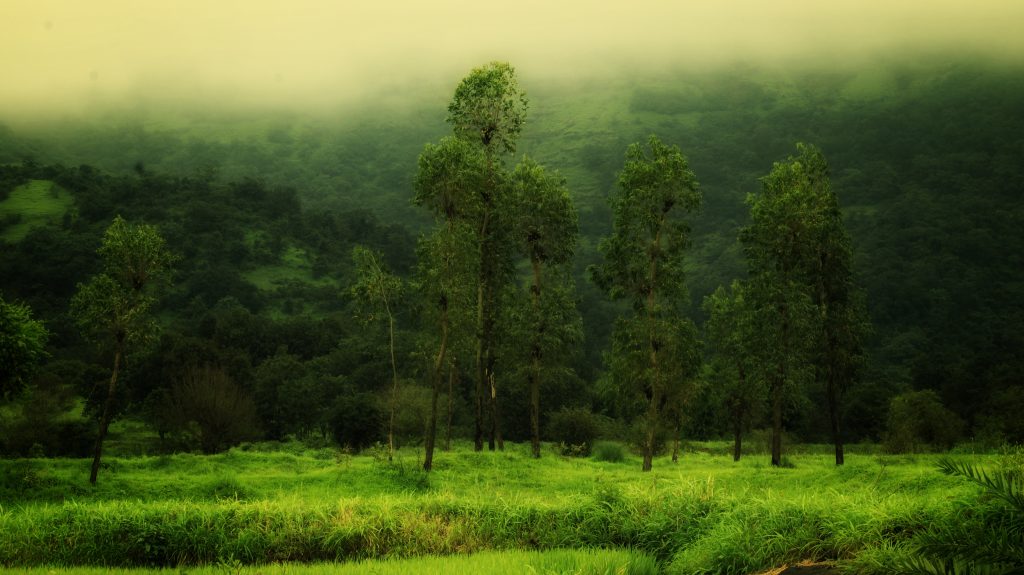 Morning in a jungle - PixaHive