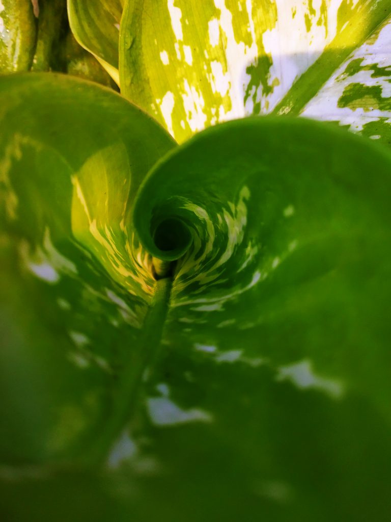 Green Leaf on Focus - PixaHive
