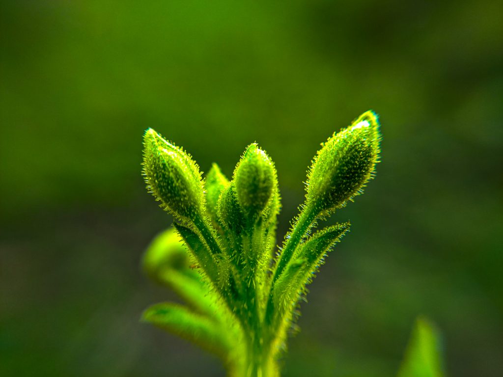 Green Shoots - PixaHive