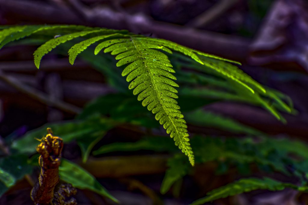 Green leaf - PixaHive