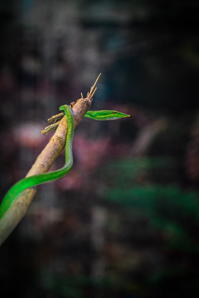 Green snake rolling over a stick - PixaHive