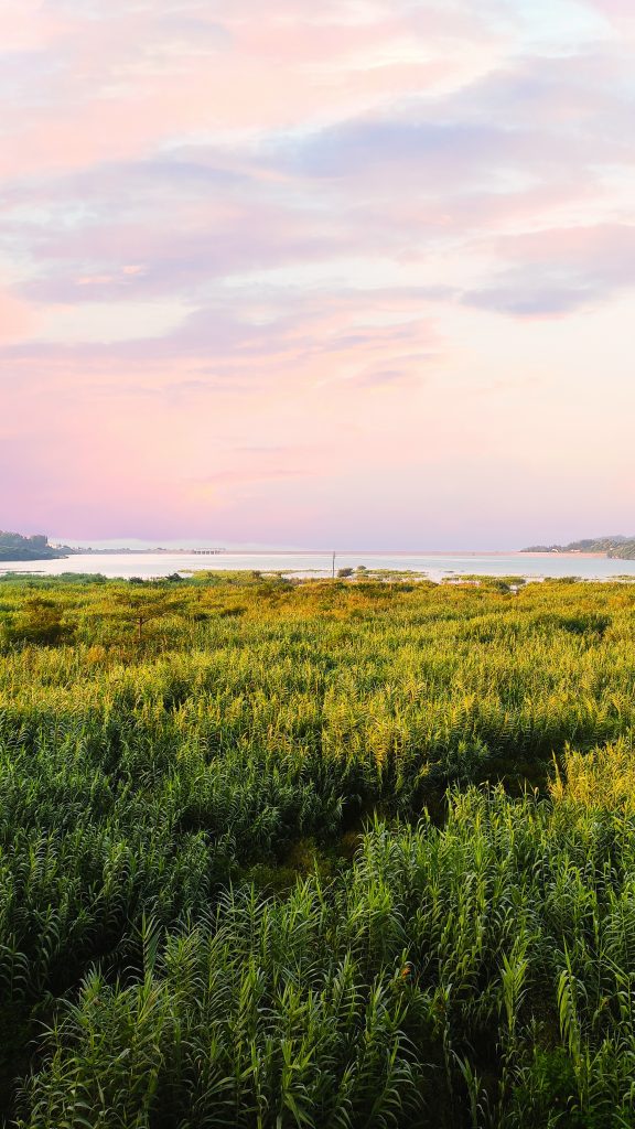 Greenfield with pink clouds - PixaHive