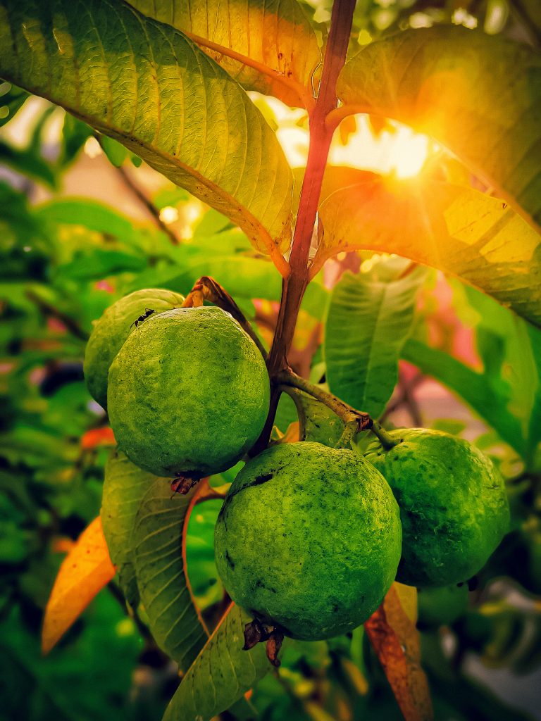 Guava Fruit - PixaHive