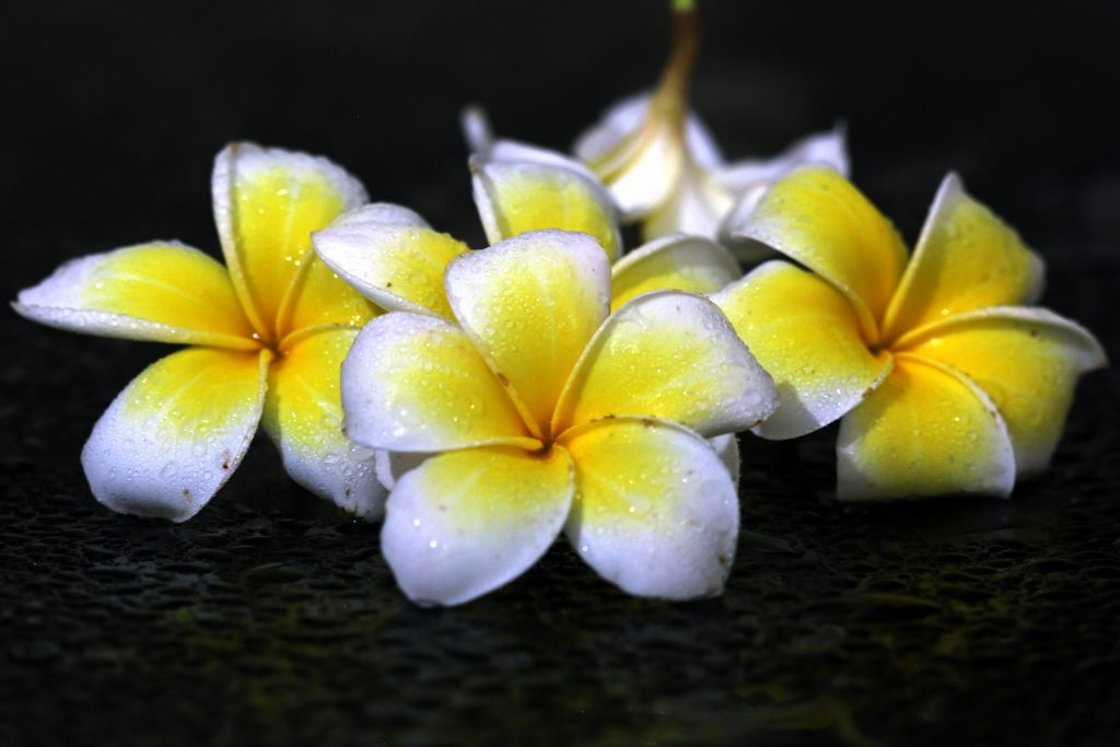 Blooming Jasmine Flowers - PixaHive