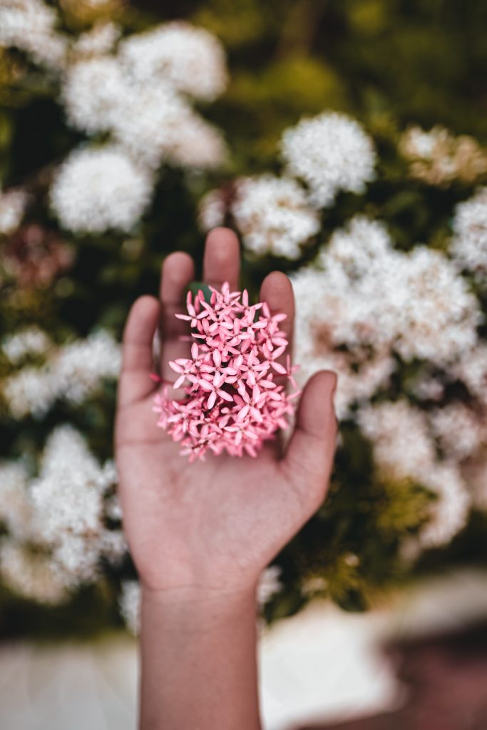 Hand in flower - PixaHive