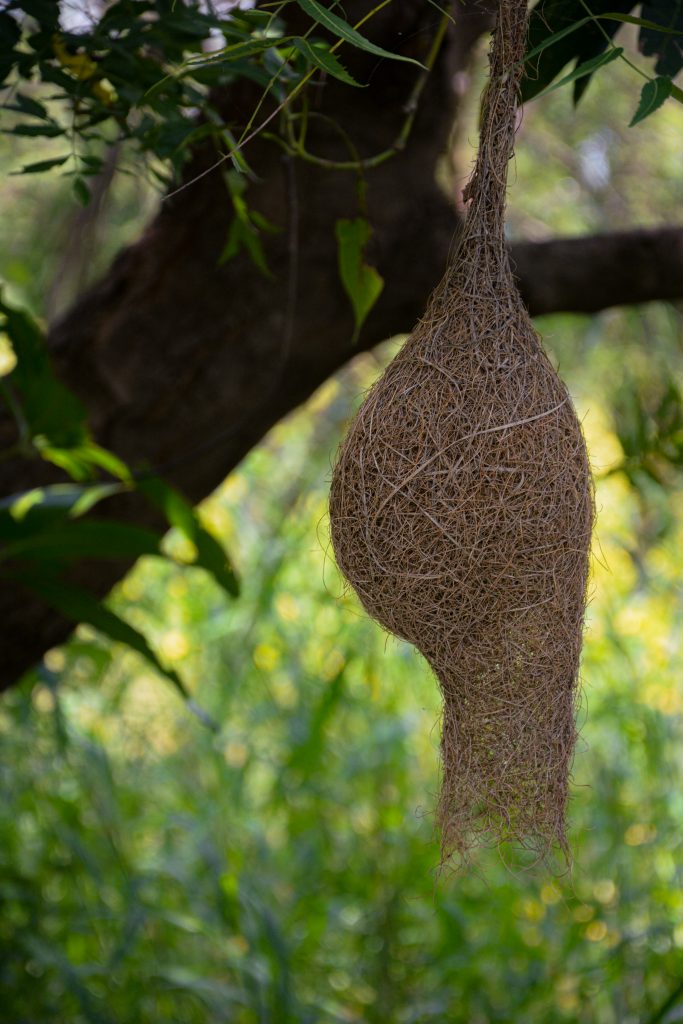 Hanging Bird Nest On Focus - PixaHive