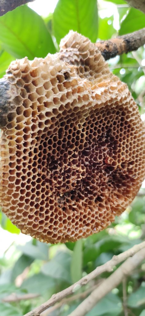 Honeycomb in the branch of tree - PixaHive