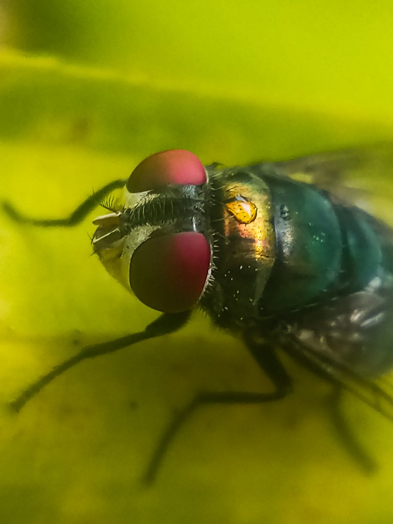 House Fly - PixaHive