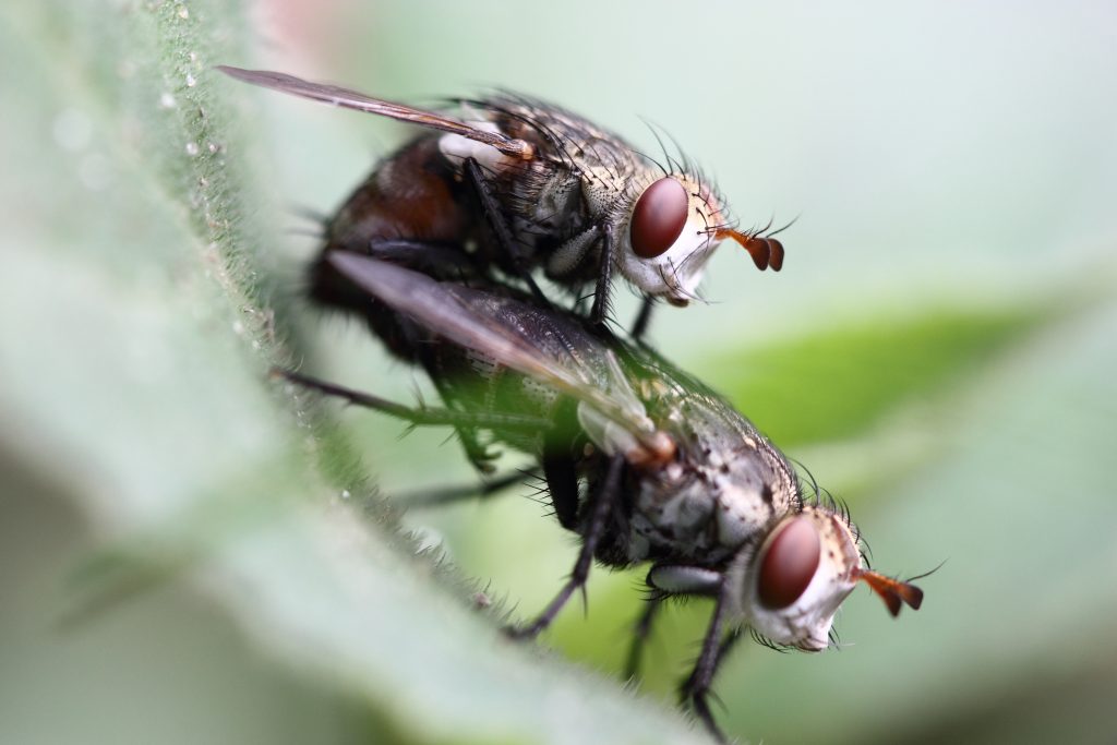 Housefly Mating - PixaHive