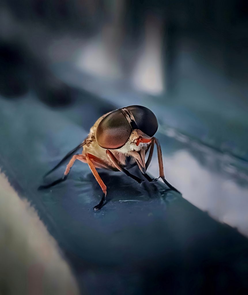 Housefly close-up - PixaHive