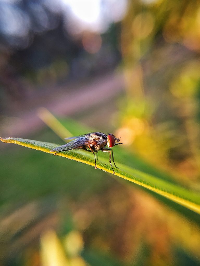 Hover fly Close up - PixaHive