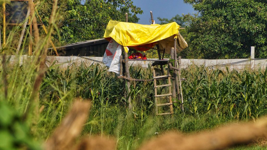 Hut in an agriculture field - PixaHive