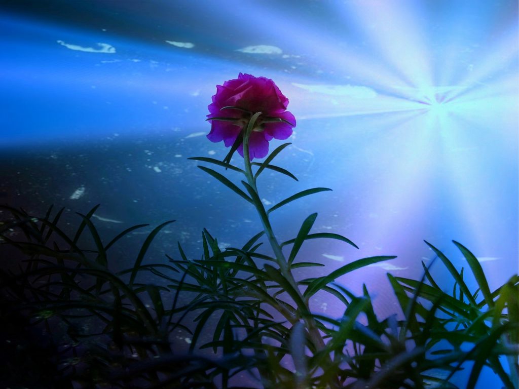 Illusion flower - PixaHive