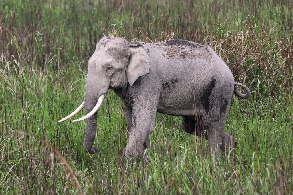 Indian Elephant - PixaHive