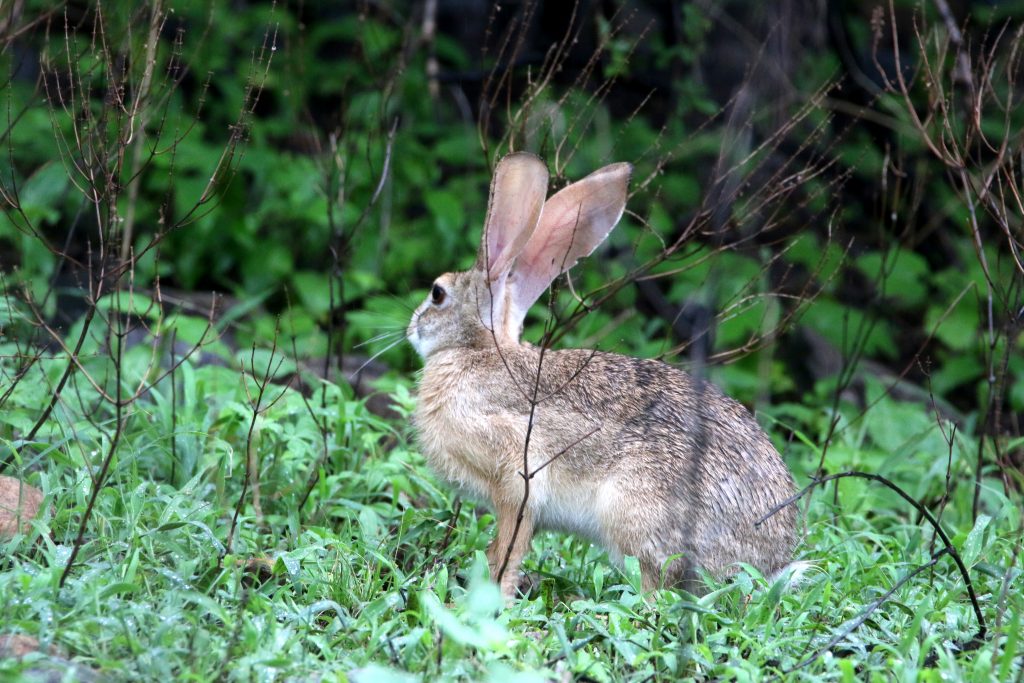 Indian Hare - PixaHive